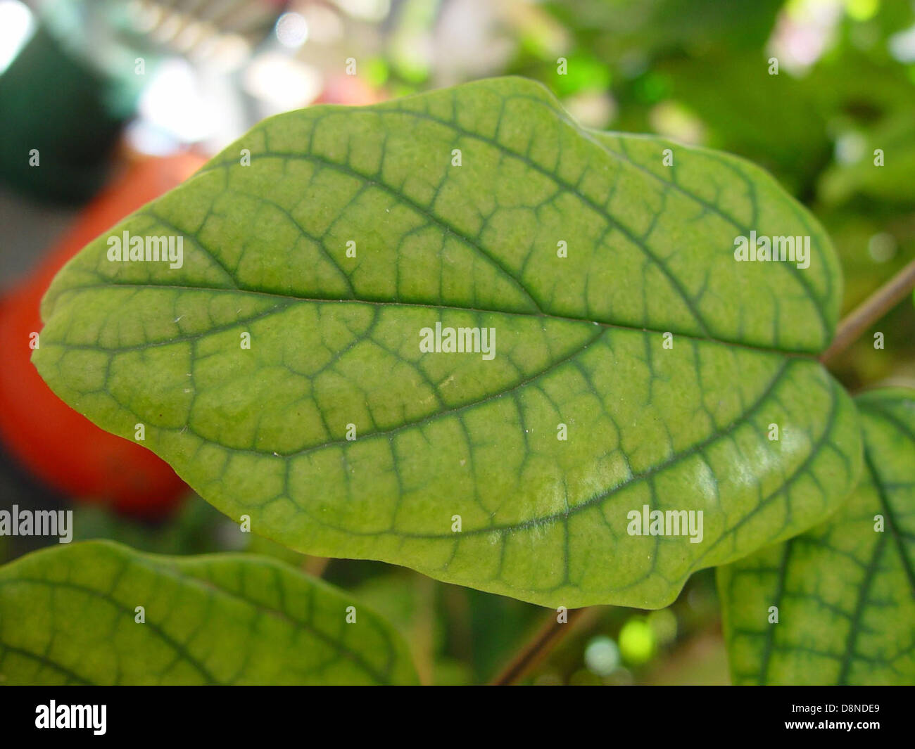 Veiny Leaf High Resolution Stock Photography and Images - Alamy