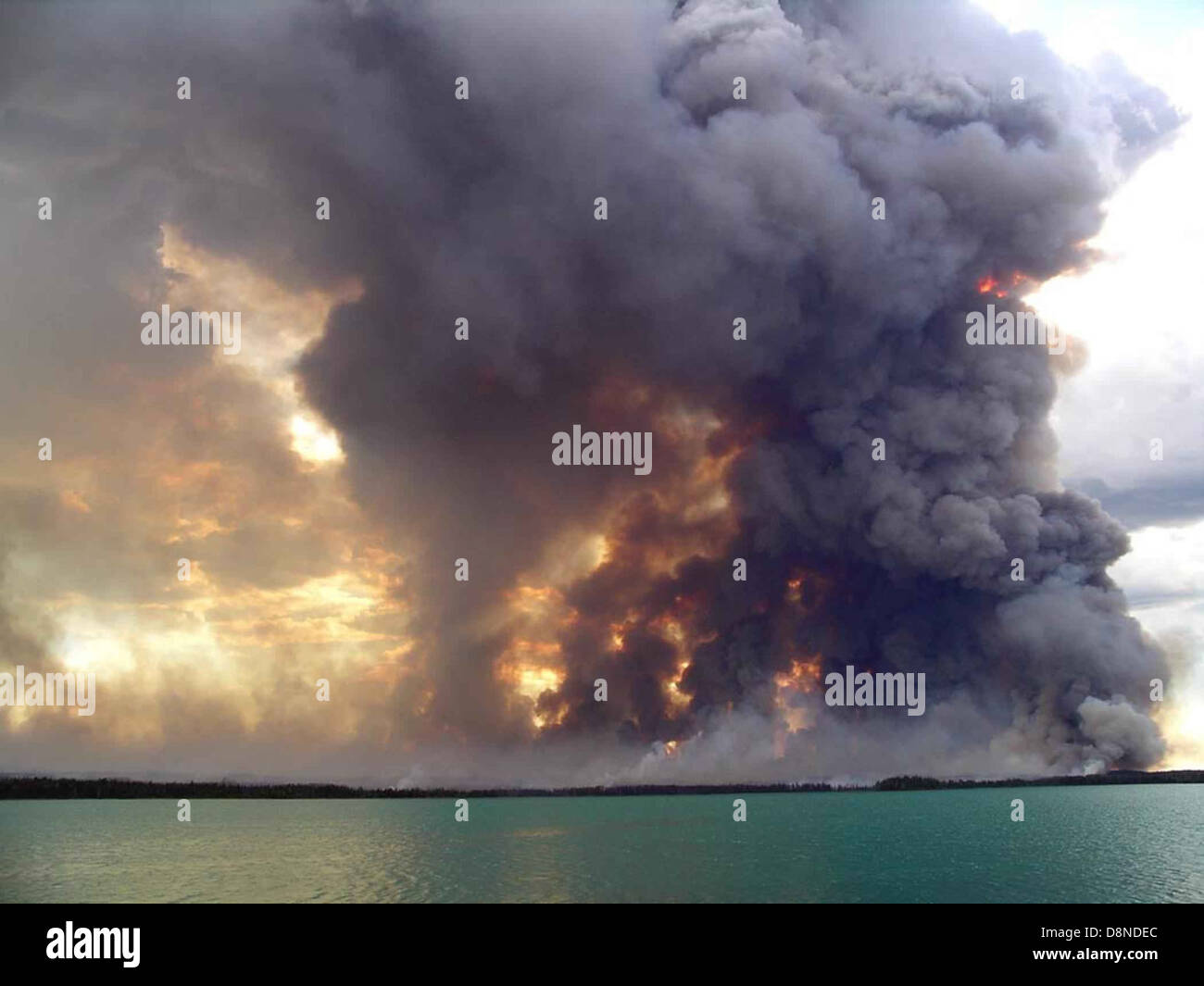 A dramatic image showing the intense flames of a large forest fire. The ...