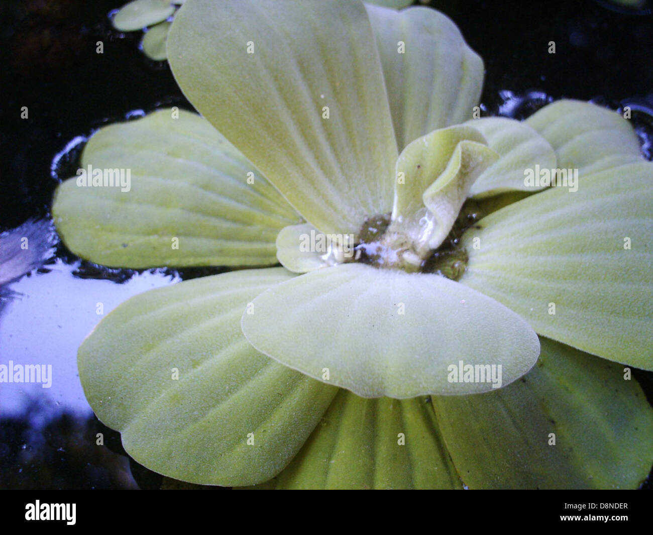 The Victoria regia is a species of giant water lily native to the ...