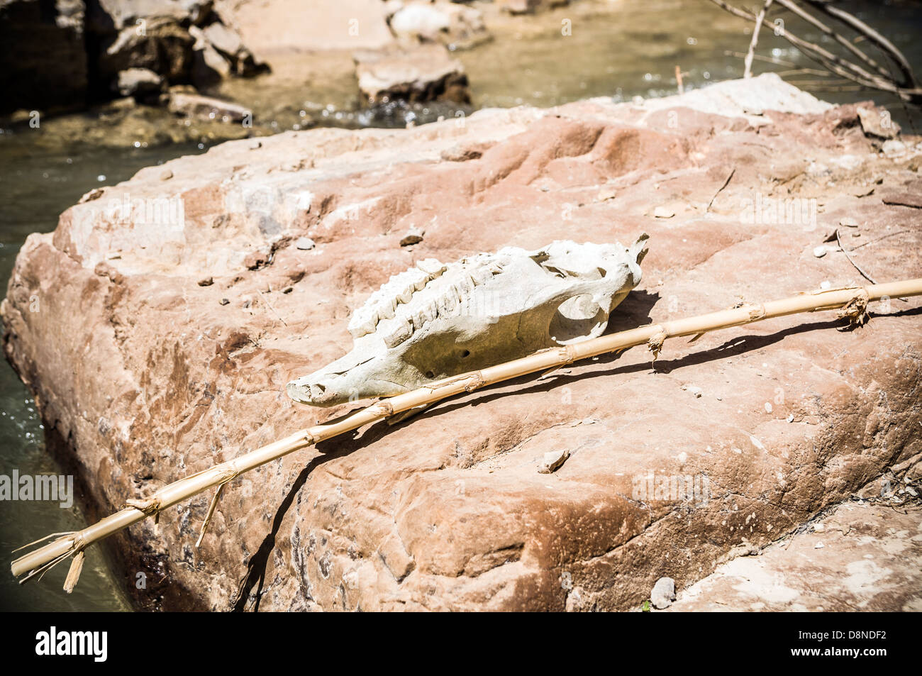 Skull of the animal in Jordan desert Stock Photo - Alamy