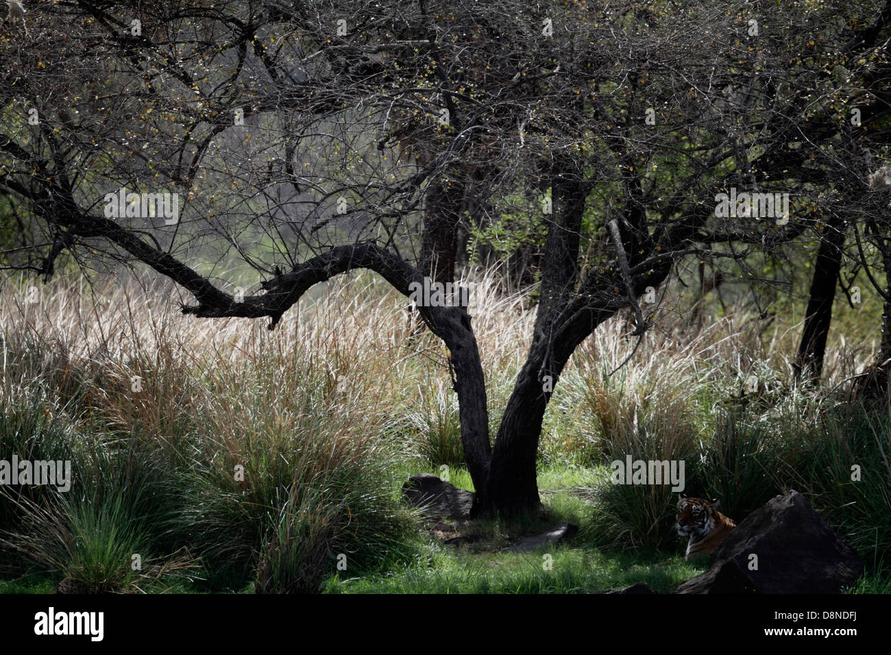 Tiger prey tree hi-res stock photography and images - Alamy