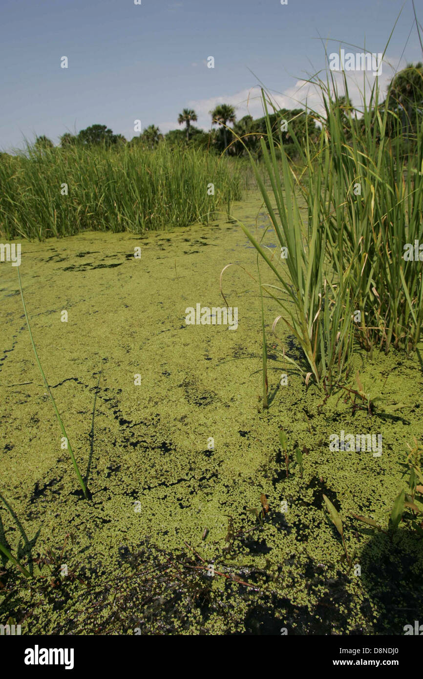 A wide view of a marsh or swamp area with a lake in the background. The ...