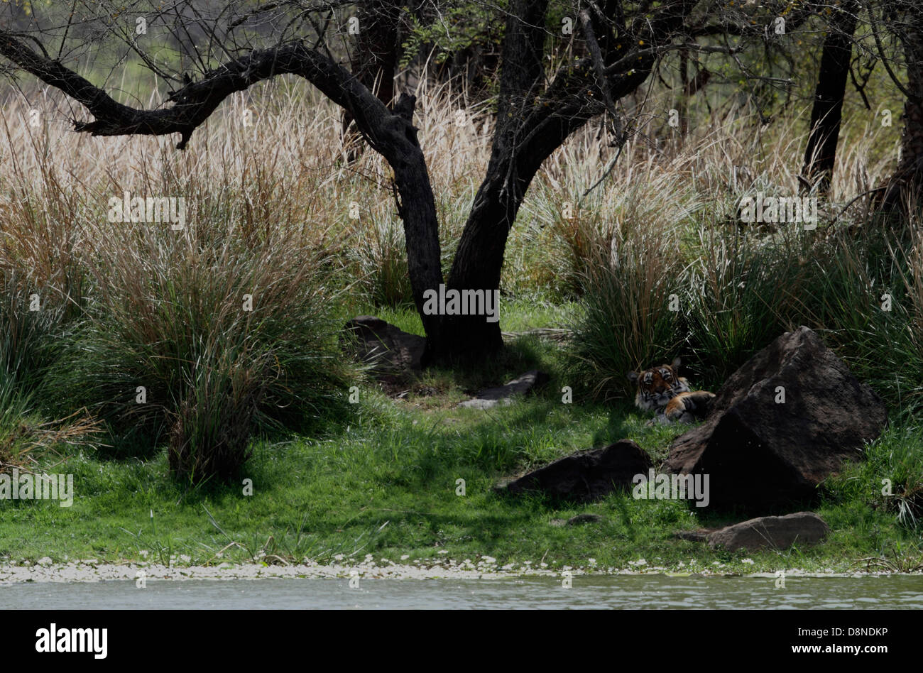 Tiger prey tree hi-res stock photography and images - Alamy