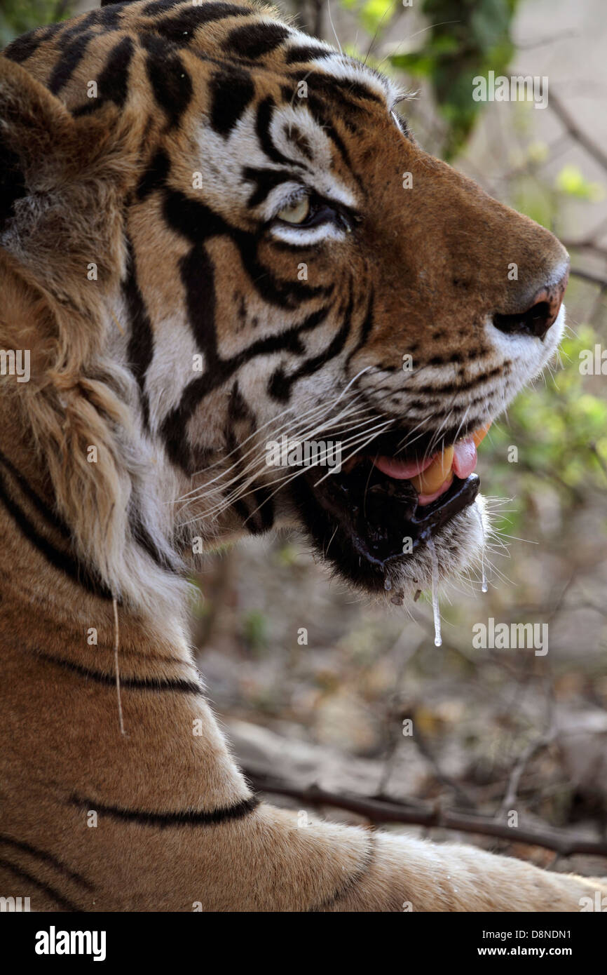 Portrait of a tiger Stock Photo - Alamy