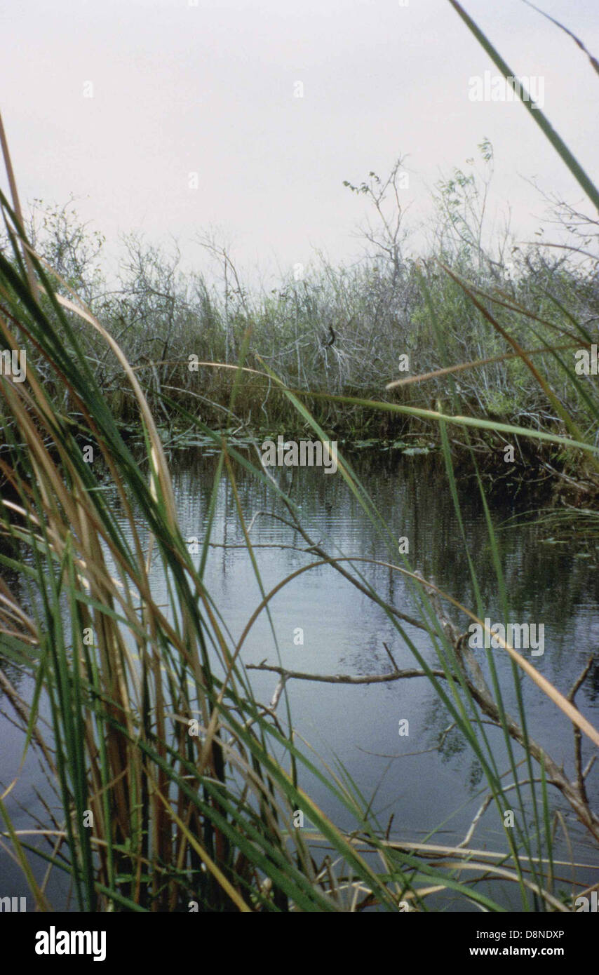 A view through dense swamp vegetation, where thick plants and trees ...