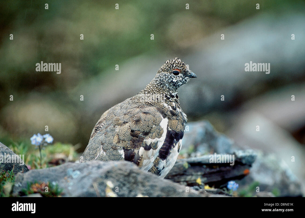 White-tailed Ptarmigan (Lagopus leucurus), Horseshoe Mountain, Muskwa ...