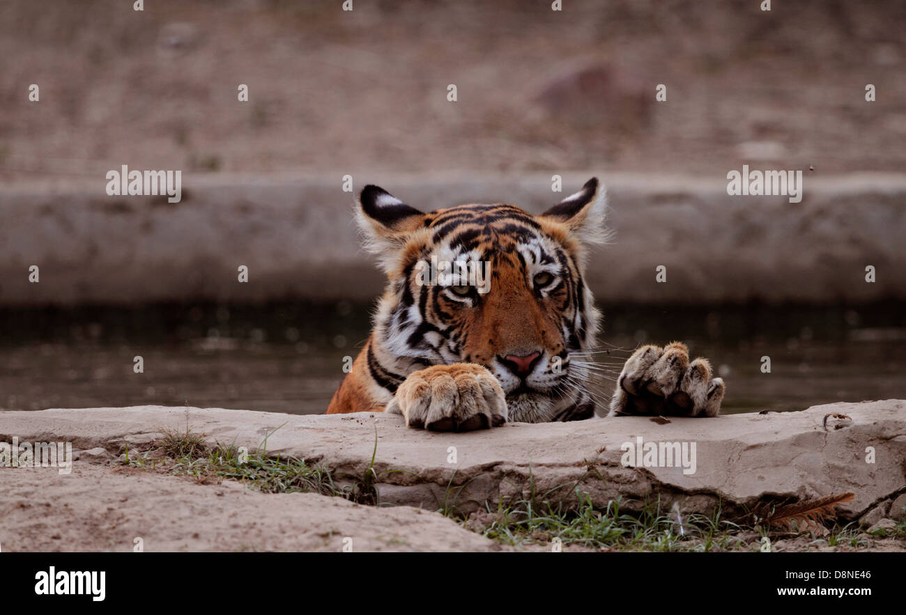 Tigers in a waterhole A tiger family cooling in a water hole Stock ...
