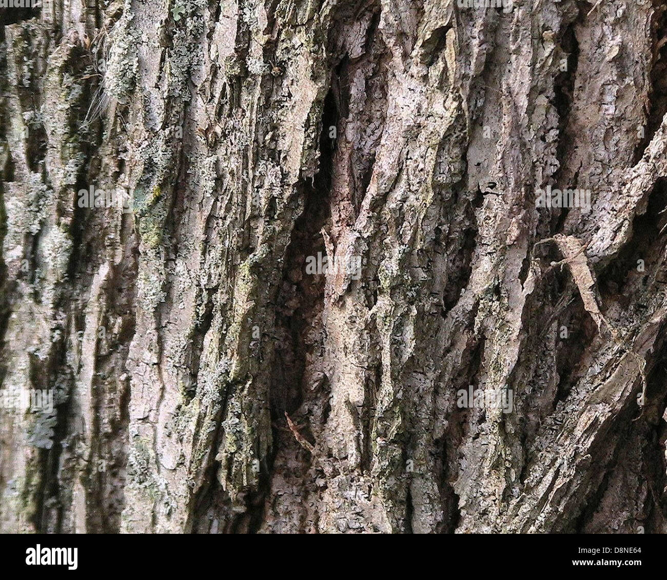 Showcasing distinctive textures hi-res stock photography and images - Alamy