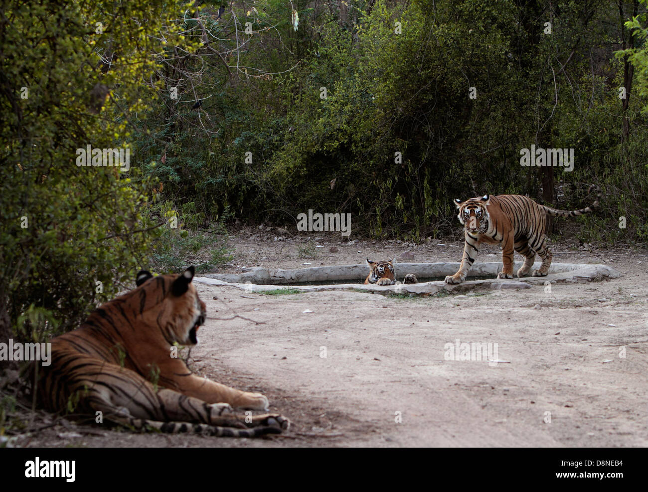 Tigers in a waterhole A tiger family cooling in a water hole Stock ...