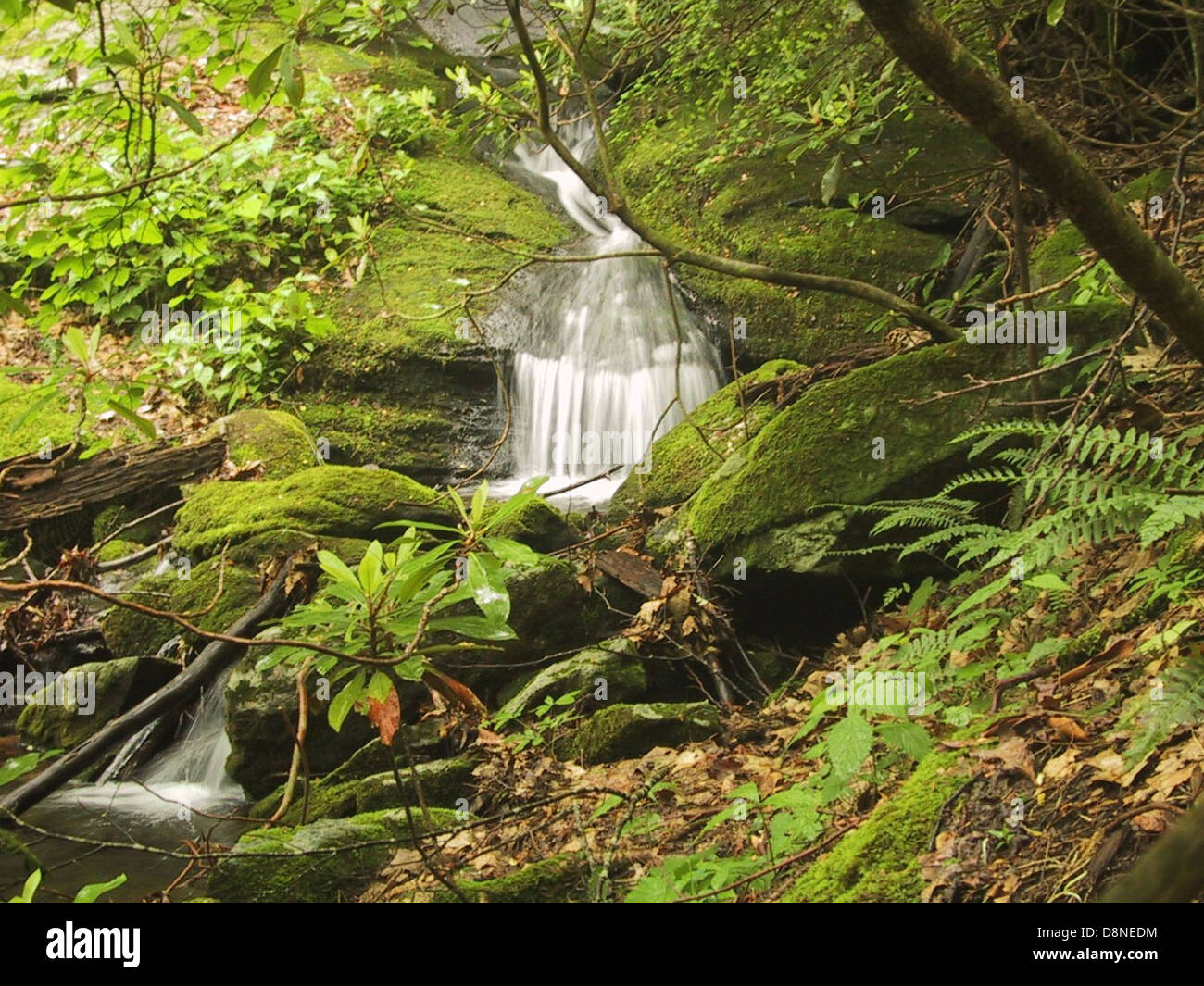 A gentle waterfall cascades through a moss-covered glen, surrounded by ...