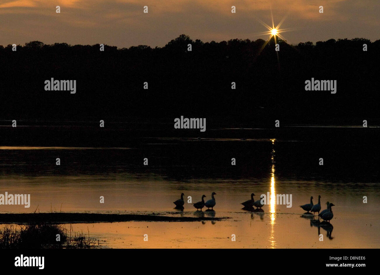 Scene captures birds sunset hi-res stock photography and images - Alamy