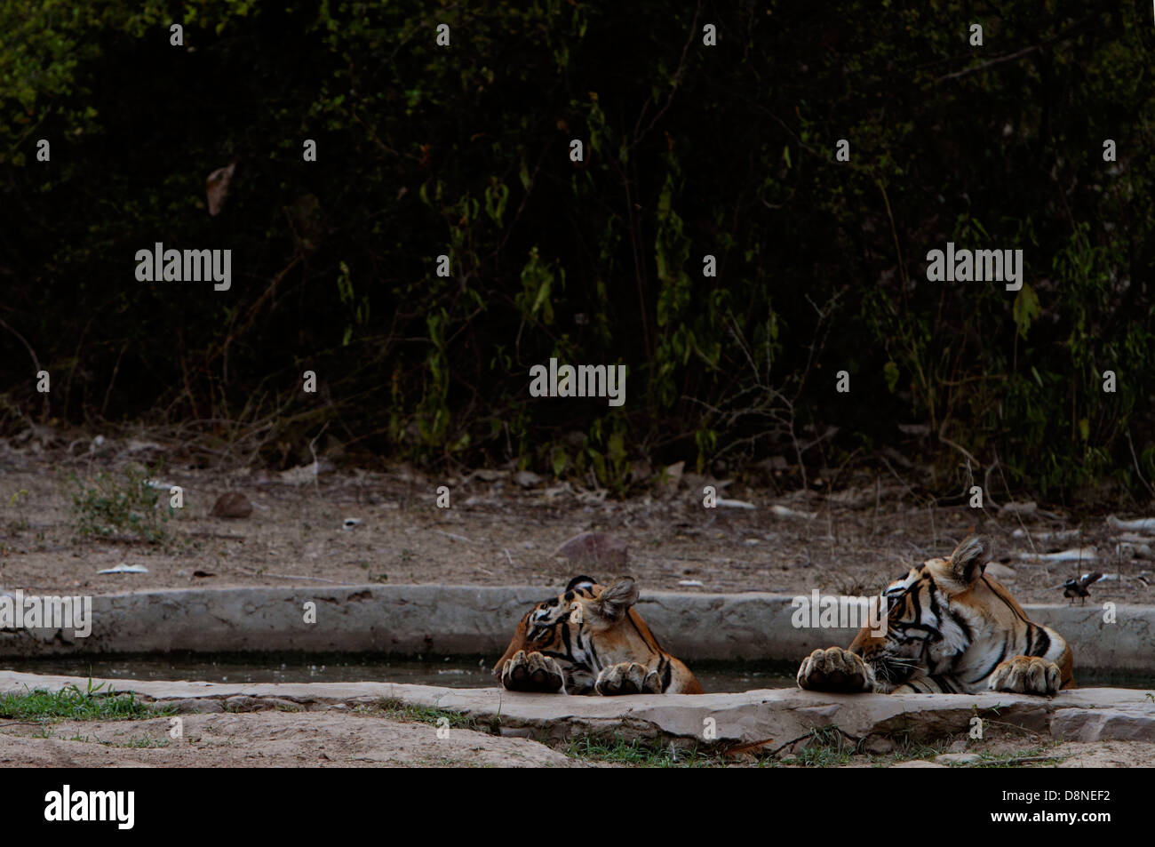 Tigers in a waterhole A tiger family cooling in a water hole Stock ...