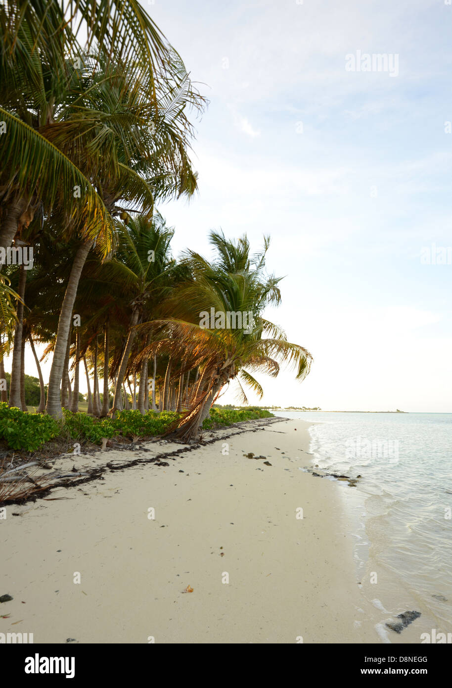 Beach with palm trees and ocean Stock Photo - Alamy