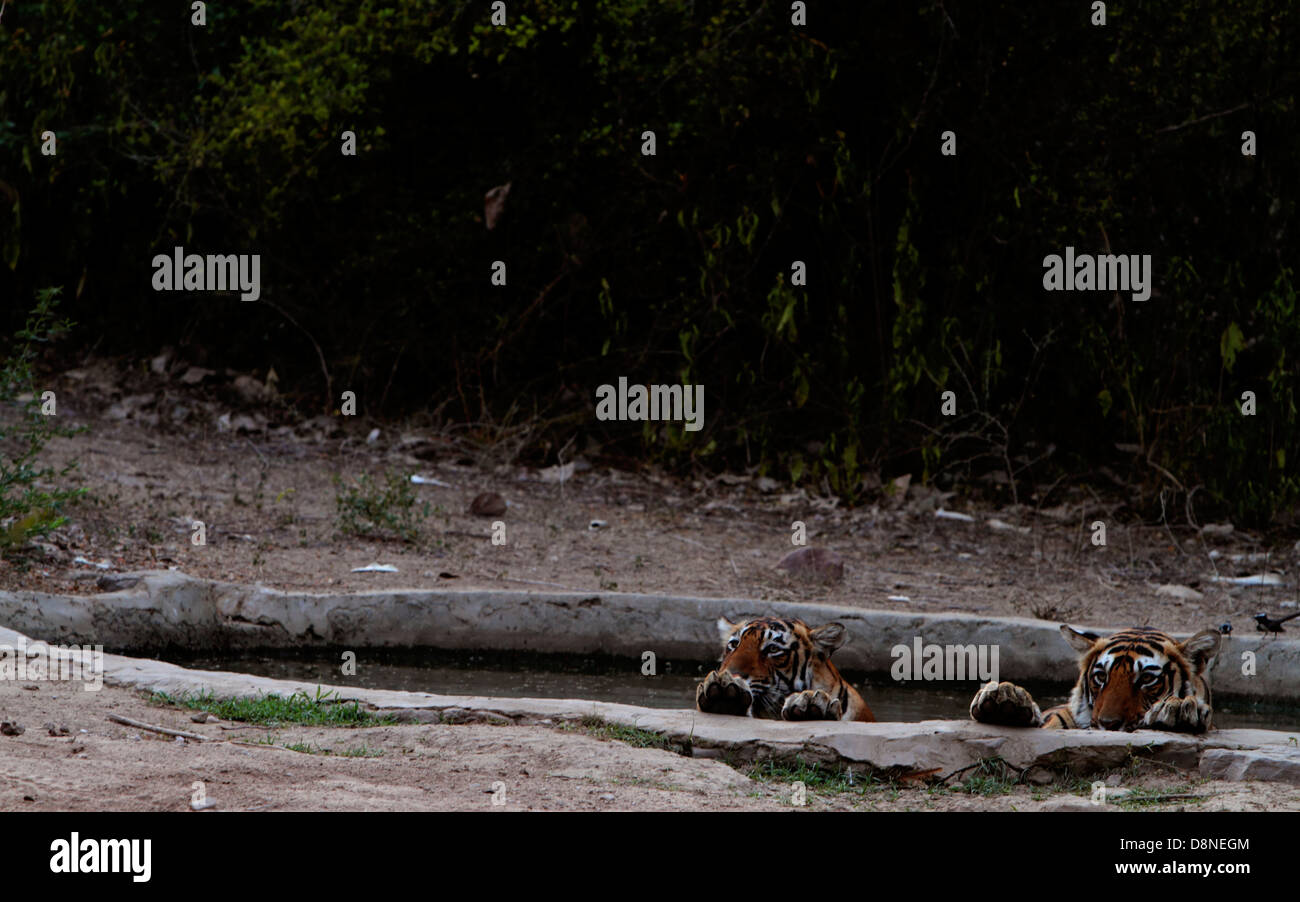 Tigers in a waterhole A tiger family cooling in a water hole Stock ...