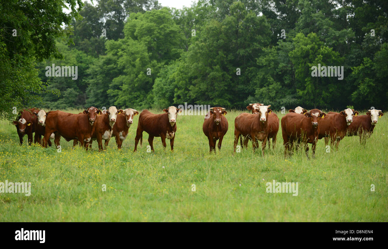 Line cows hi-res stock photography and images - Alamy
