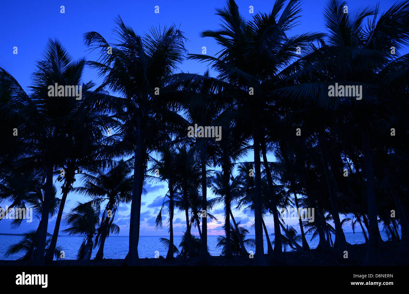 Palm trees sunset tropical hi-res stock photography and images - Alamy