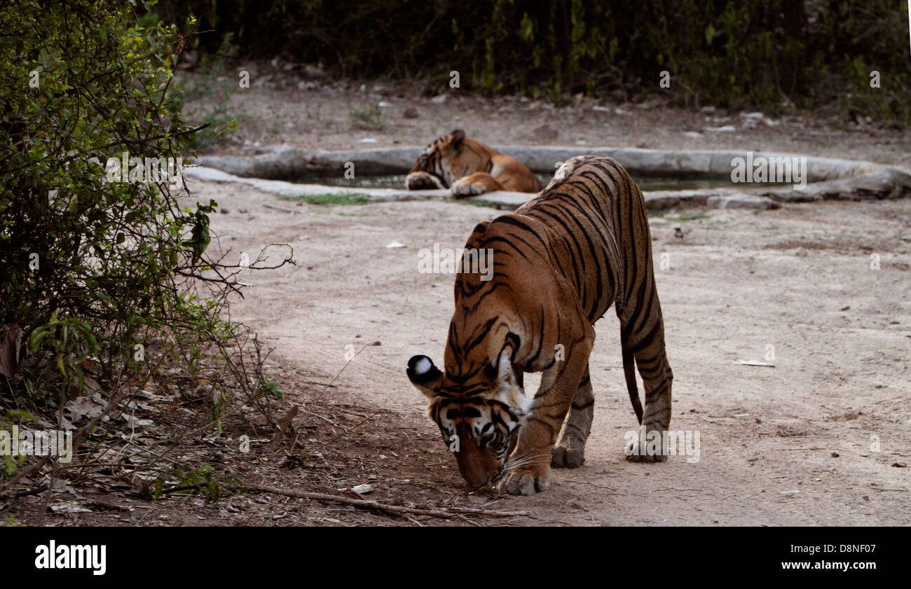 Tigers in a waterhole A tiger family cooling in a water hole Stock ...