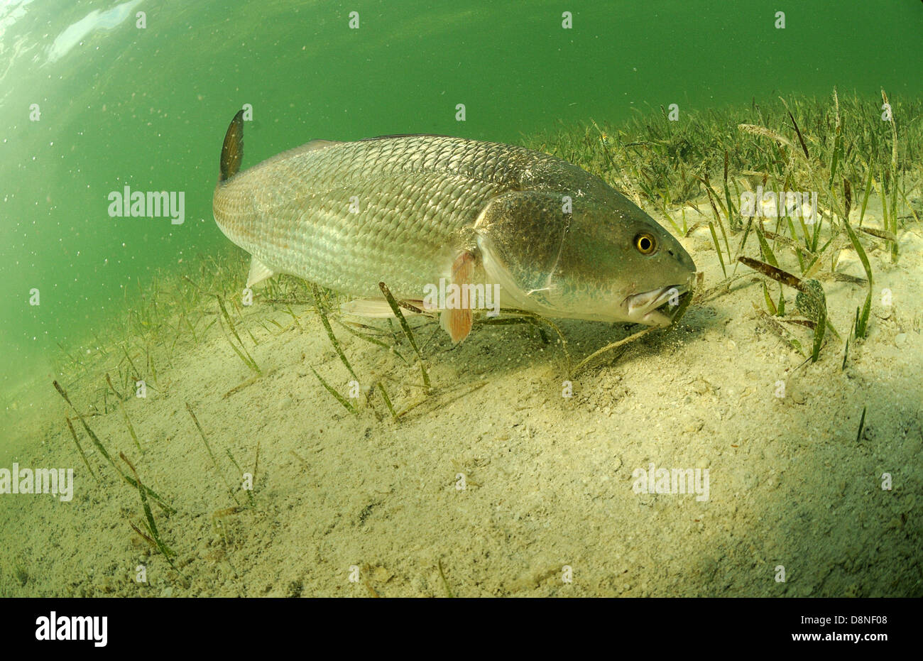 redfish fish swimming in ocean off of the florida coast Stock Photo - Alamy
