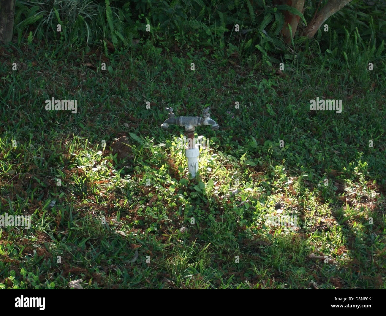 A close-up image of a water spigot, a common fixture for accessing ...
