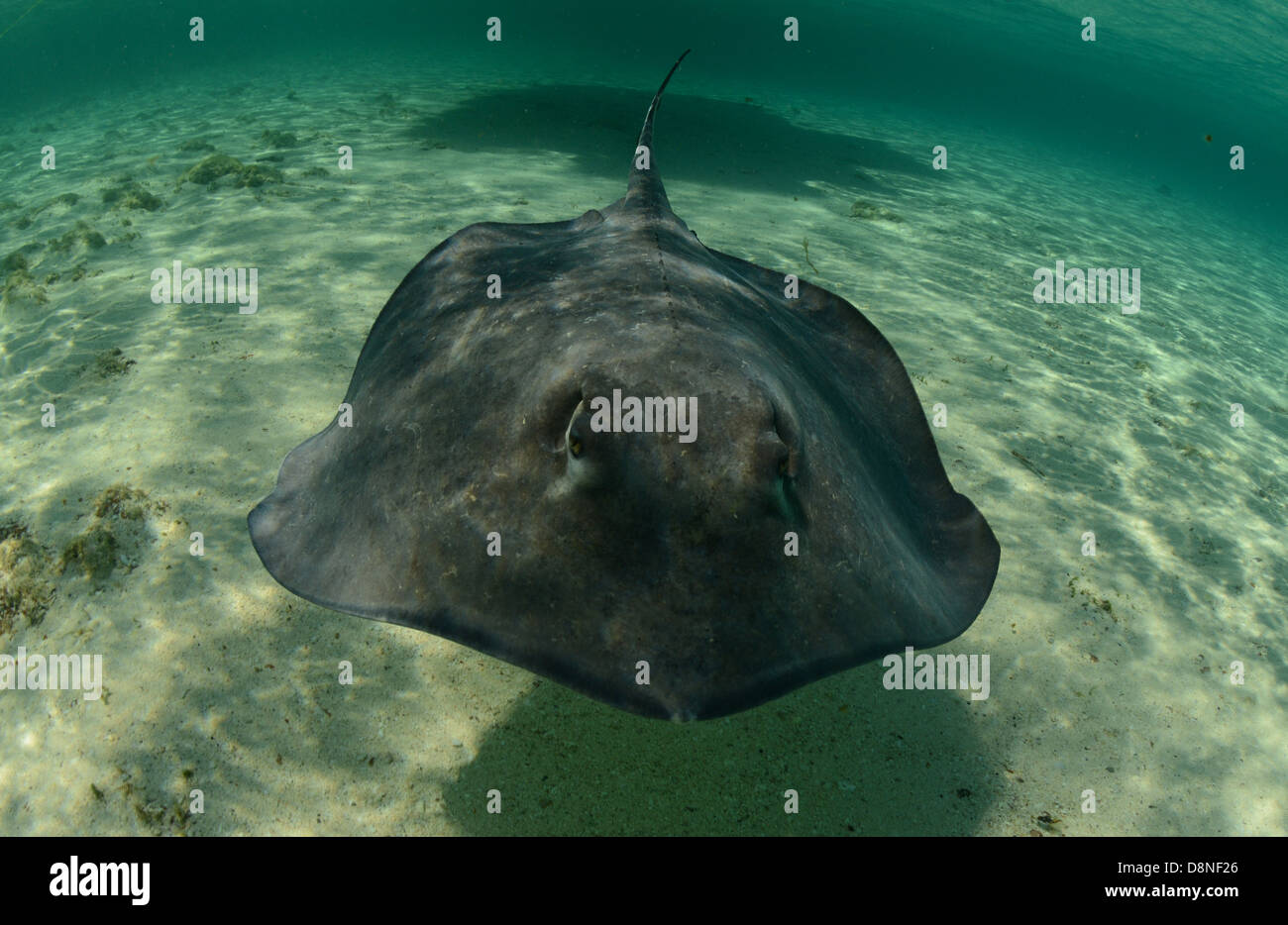 Stingray swimming underwater in the ocean Stock Photo - Alamy