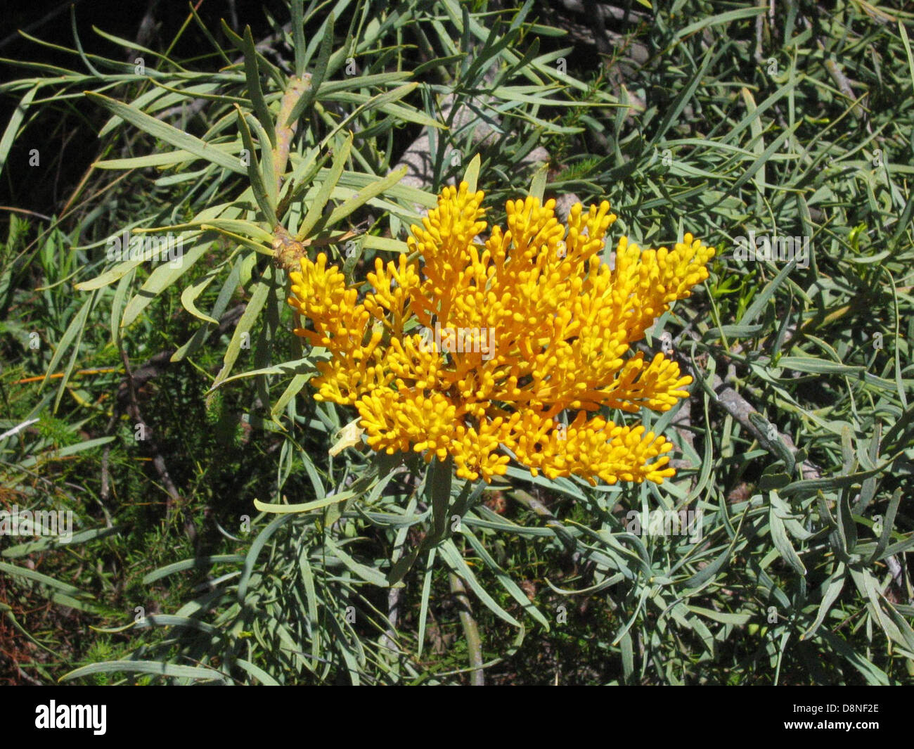 A wattle flower is displayed in full bloom, showcasing its bright ...