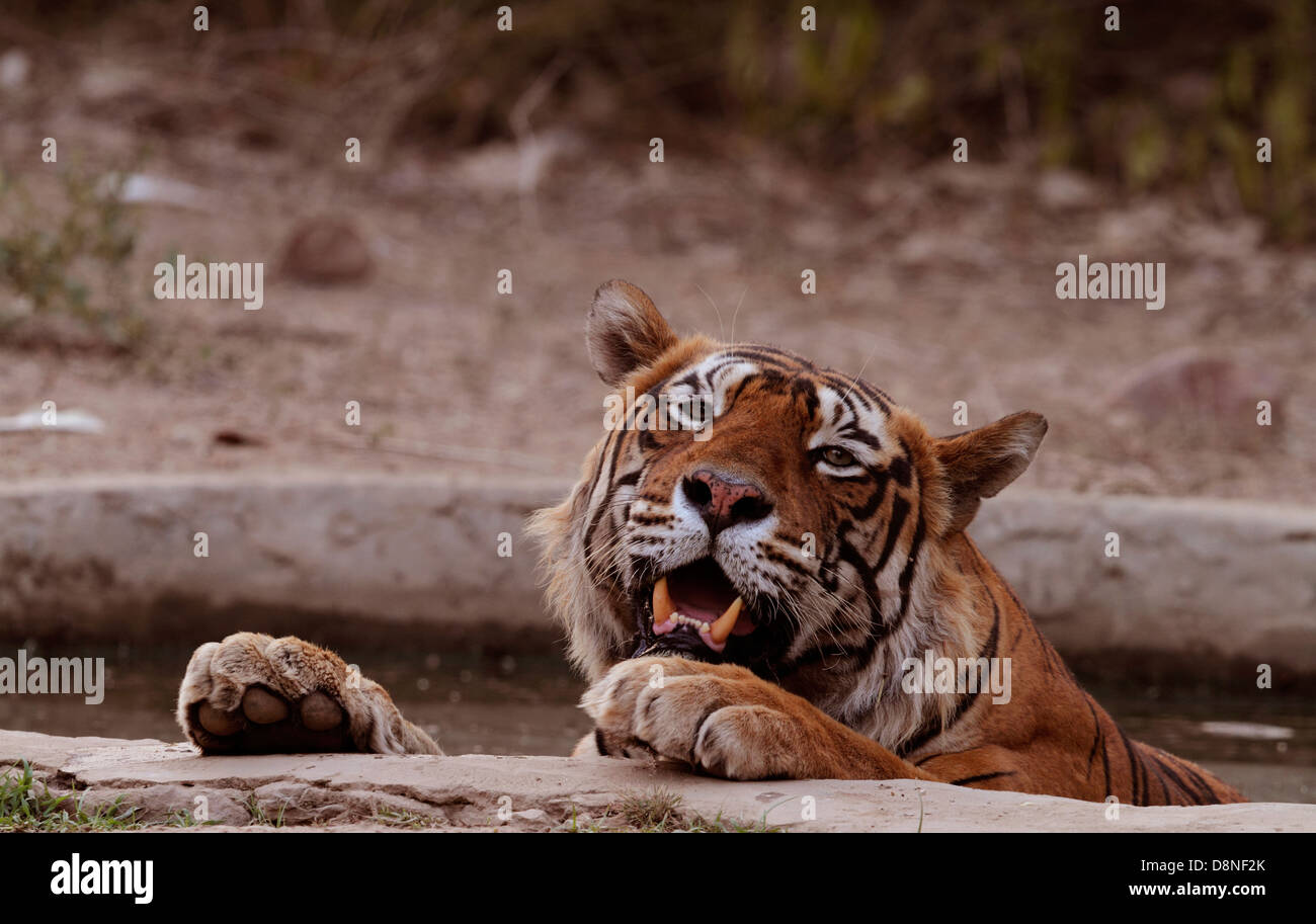 Tigers in a waterhole A tiger family cooling in a water hole Stock ...