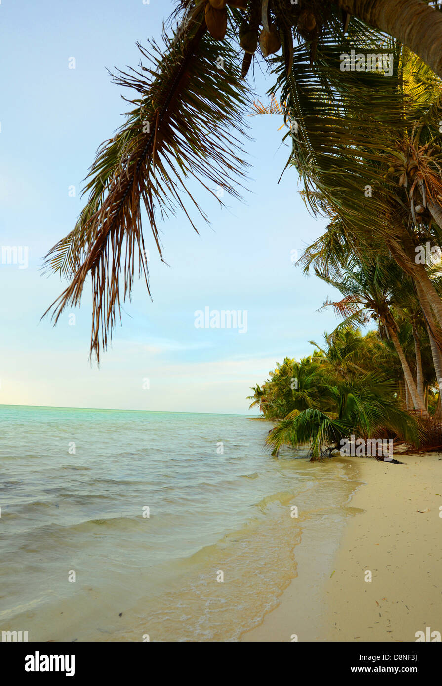 Empty tropical beach with palm trees and ocean Stock Photo - Alamy