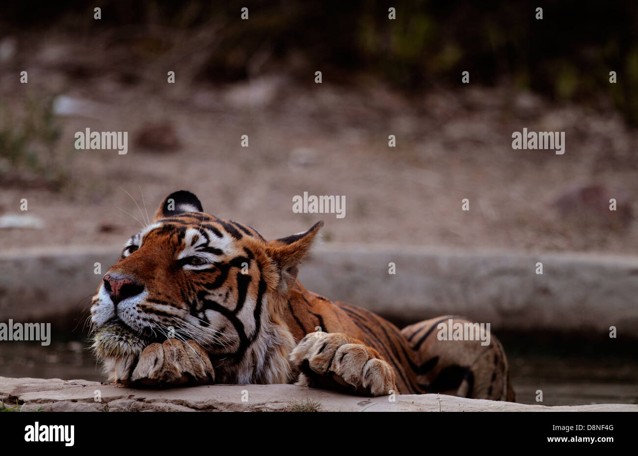 Tiger stalking prey hi-res stock photography and images - Alamy