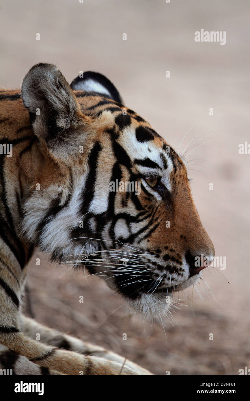 Portrait of a tiger Stock Photo - Alamy