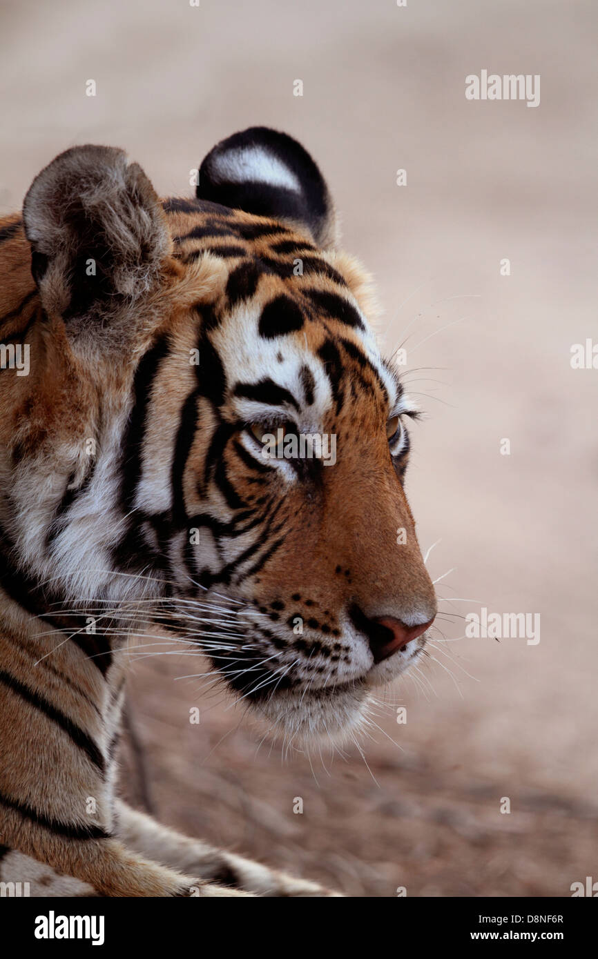 Portrait of a tiger Stock Photo - Alamy