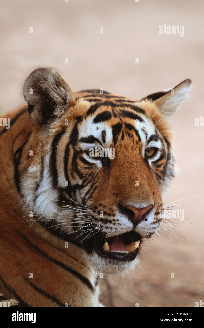 Portrait of a tiger Stock Photo - Alamy