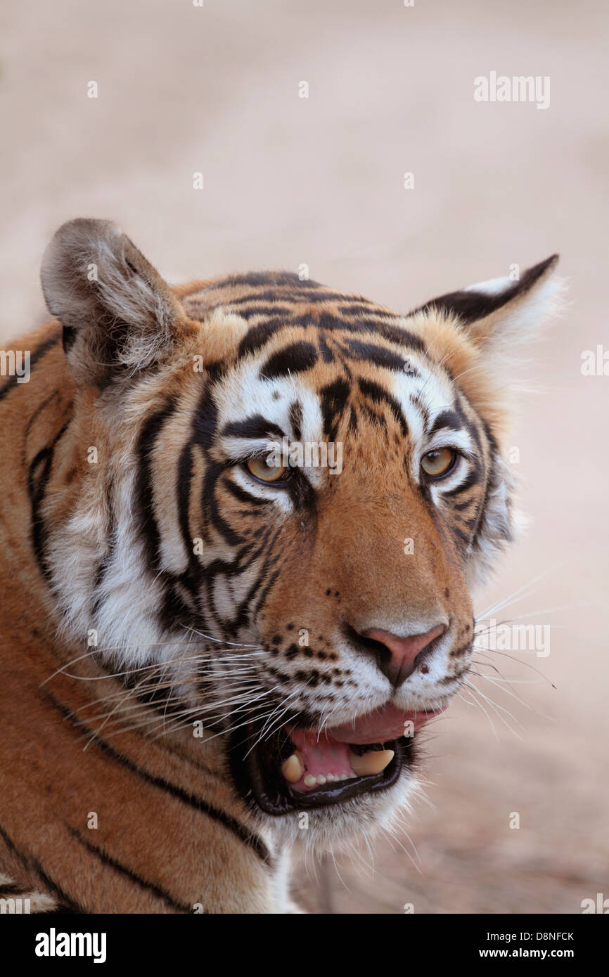 Portrait of a tiger Stock Photo - Alamy