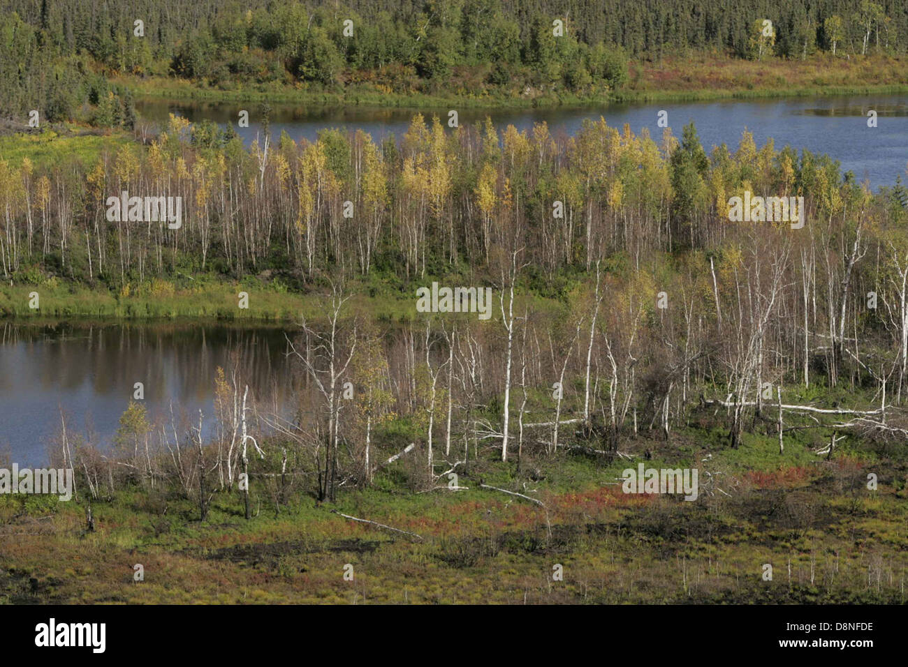 An image showing a combination of wetlands and a burned area, depicting ...