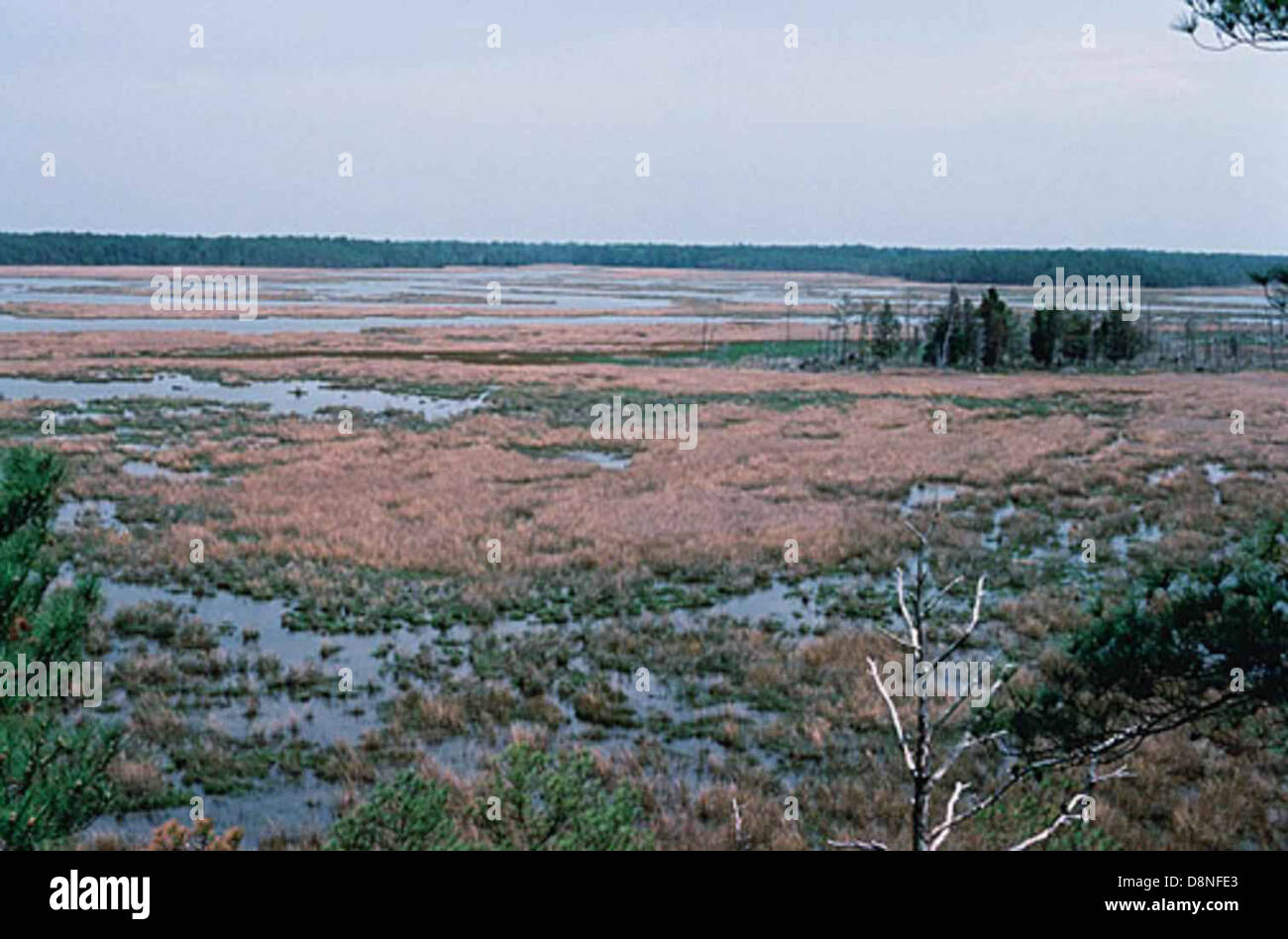 The Blackwater National Wildlife Refuge in Maryland features vast ...