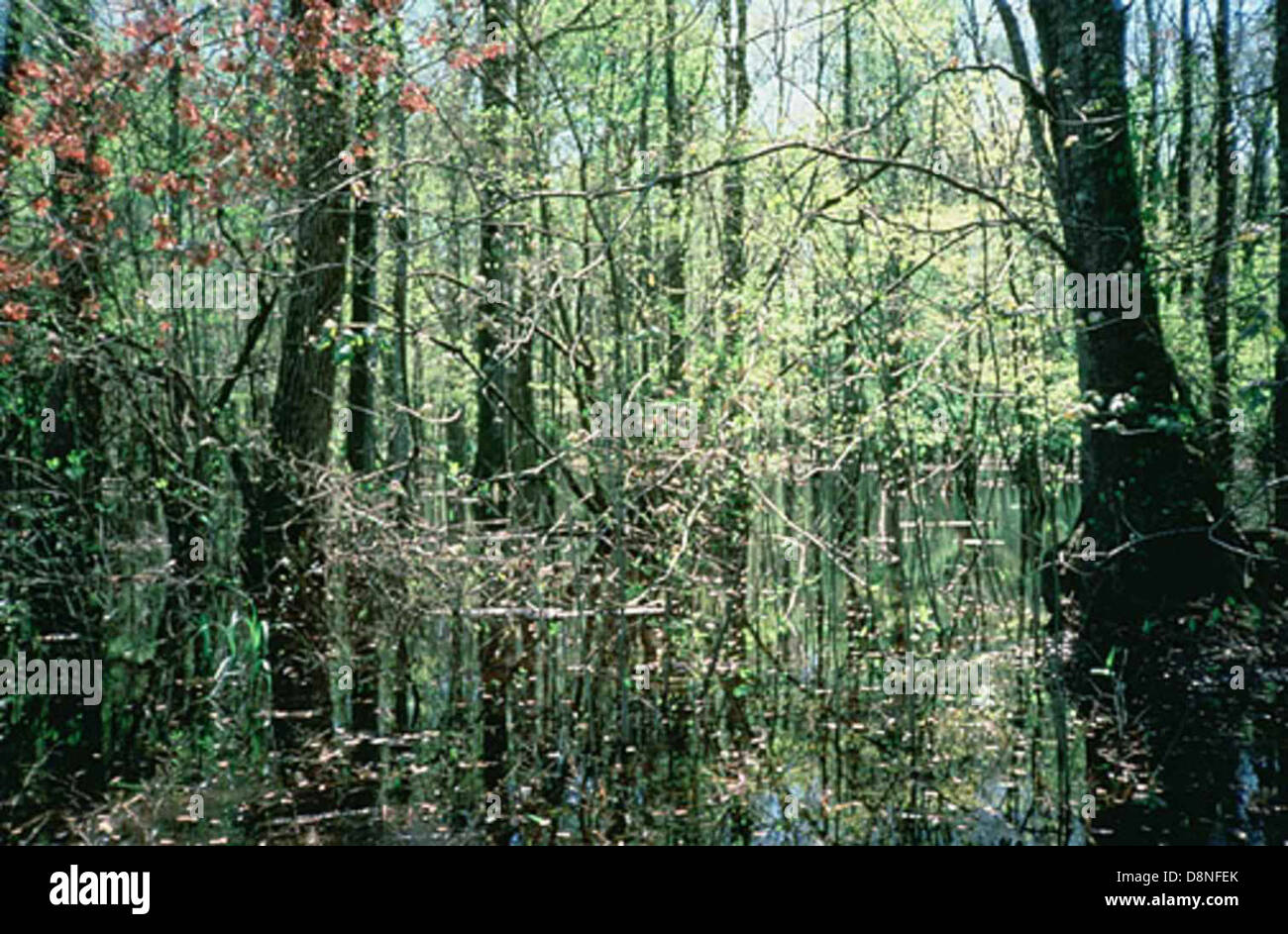Hardwood floodplain forest hi-res stock photography and images - Alamy