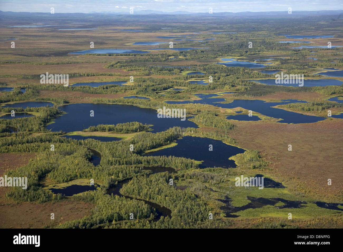 This image depicts wetlands during the summer season, with lush ...