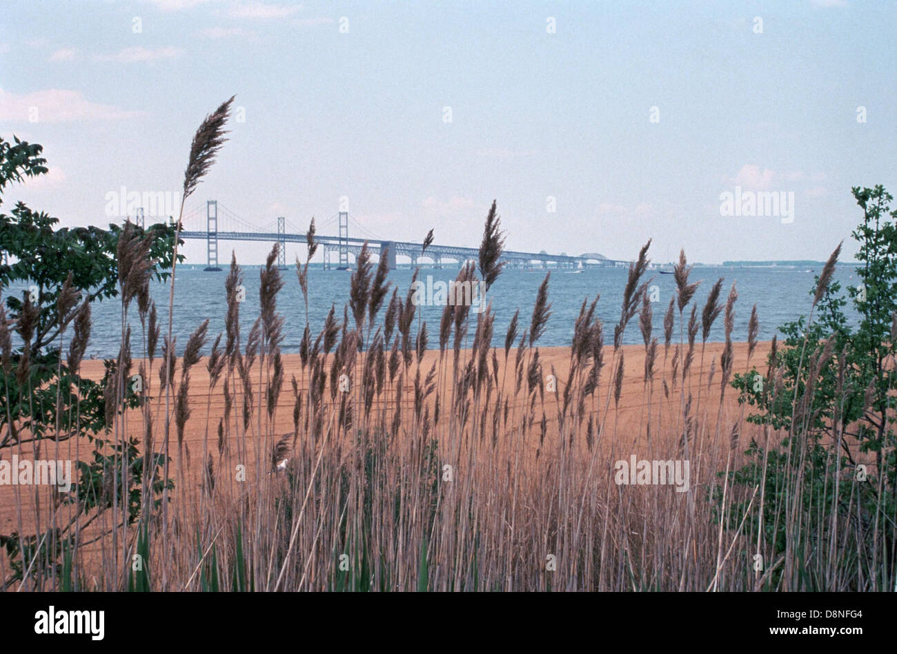 A wetlands landscape with tall grasses growing in the water ...