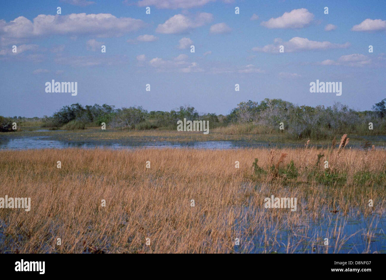 Loxahatchee National Wildlife Refuge is a protected wetland area in ...