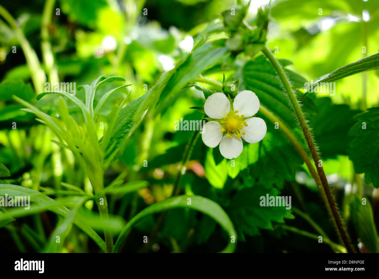 Flowering strawberry plant in the spring Stock Photo - Alamy