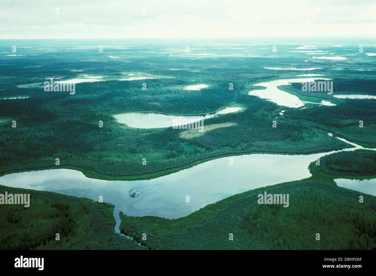 Wetlands near Birch Creek, a vital habitat for various plant and animal ...