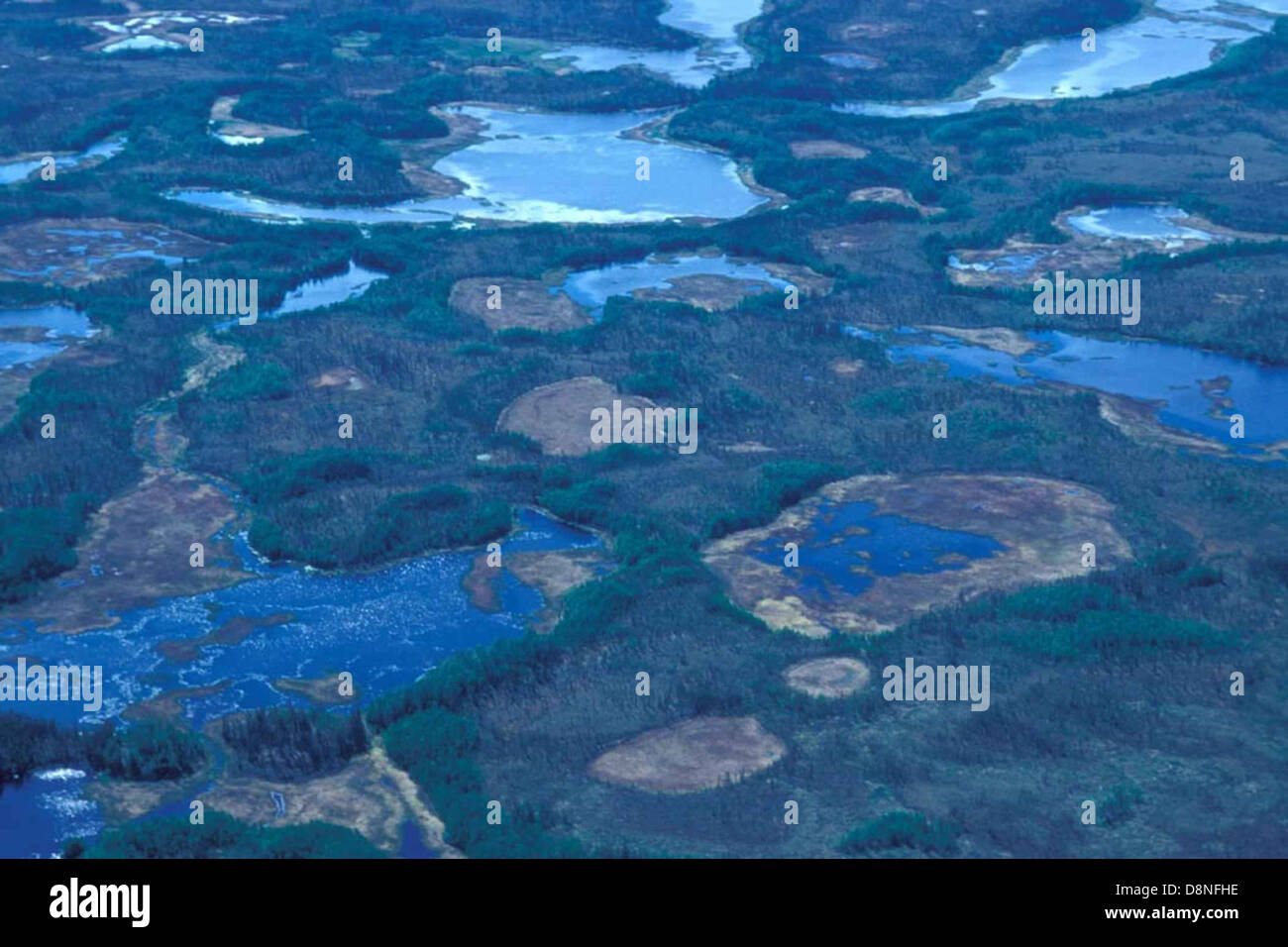 Wetlands swamps area in summer Stock Photo - Alamy