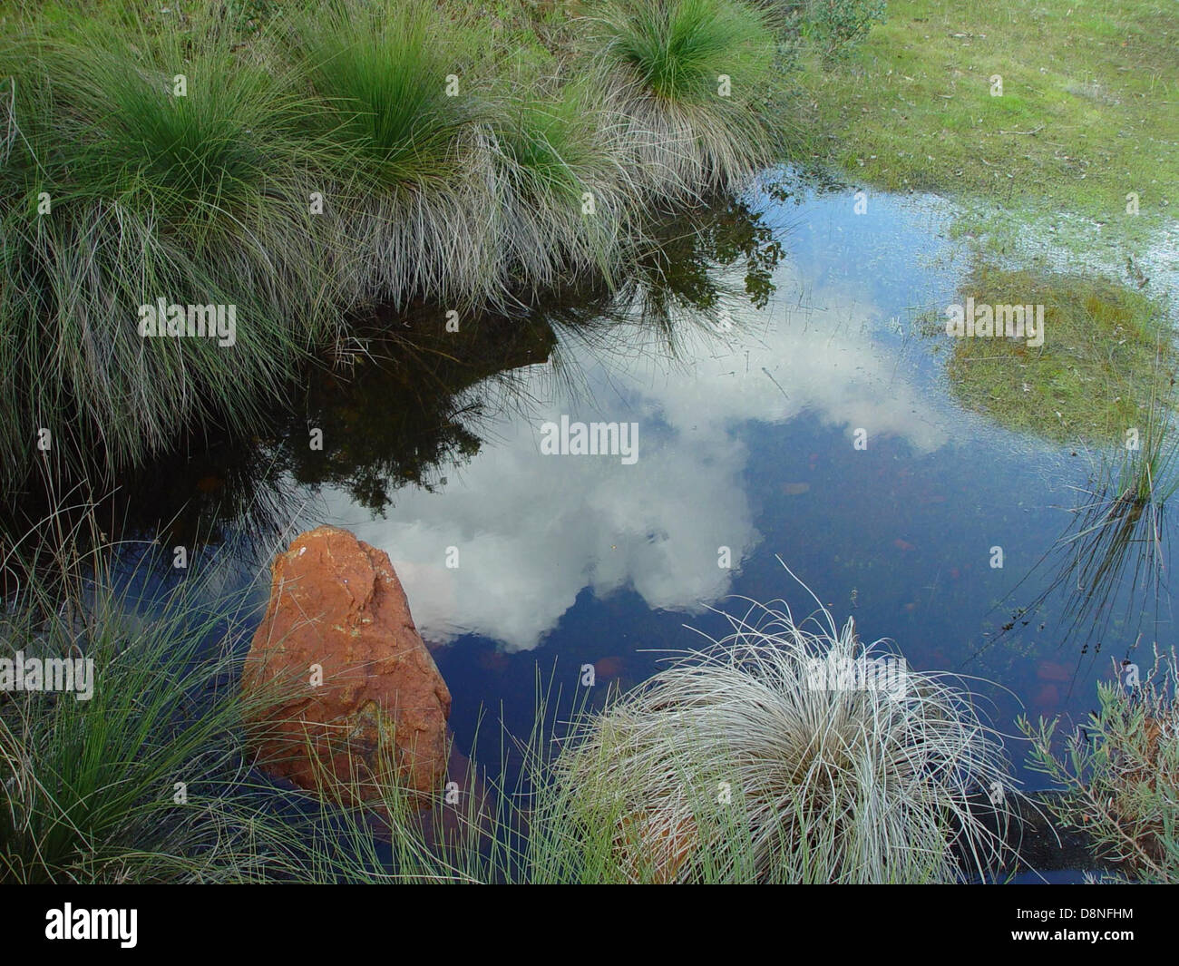 A swampy wetlands area with a still water pool, often home to a variety ...