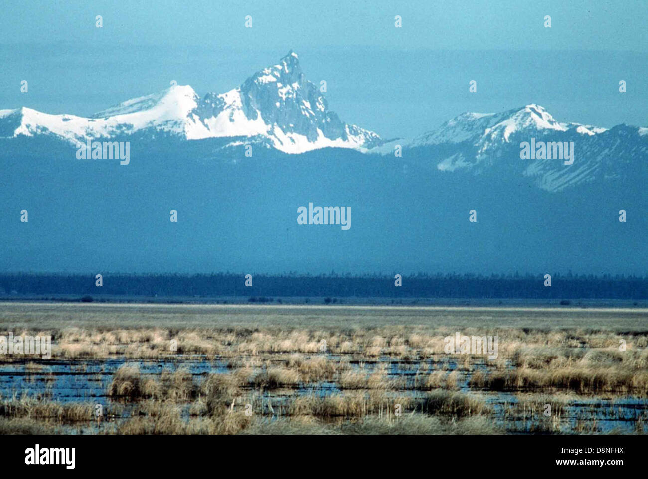 A wetland swamp area with a mountainous backdrop, highlighting the ...