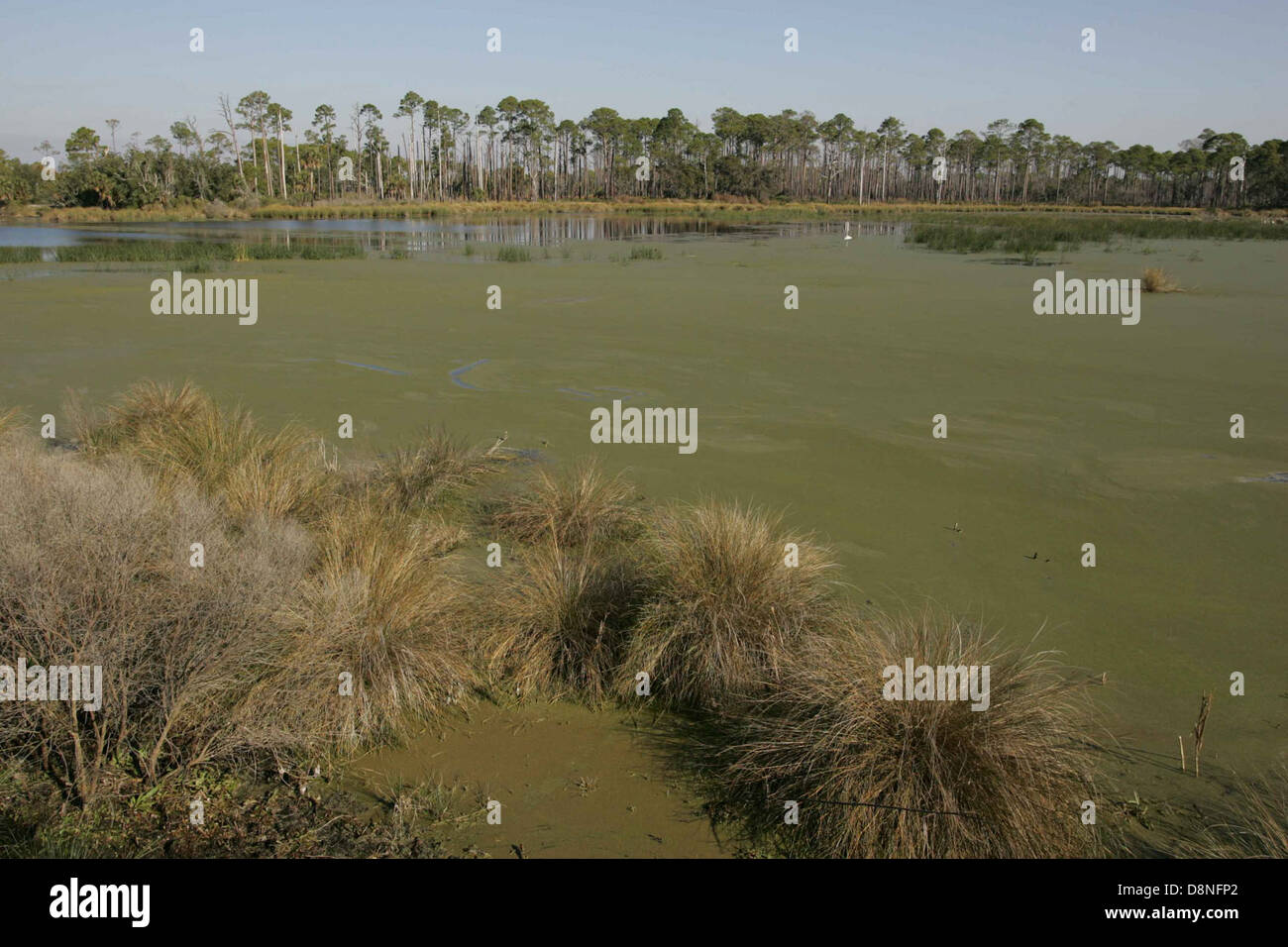 A wetland area covered in algae, with water and plant life visible ...