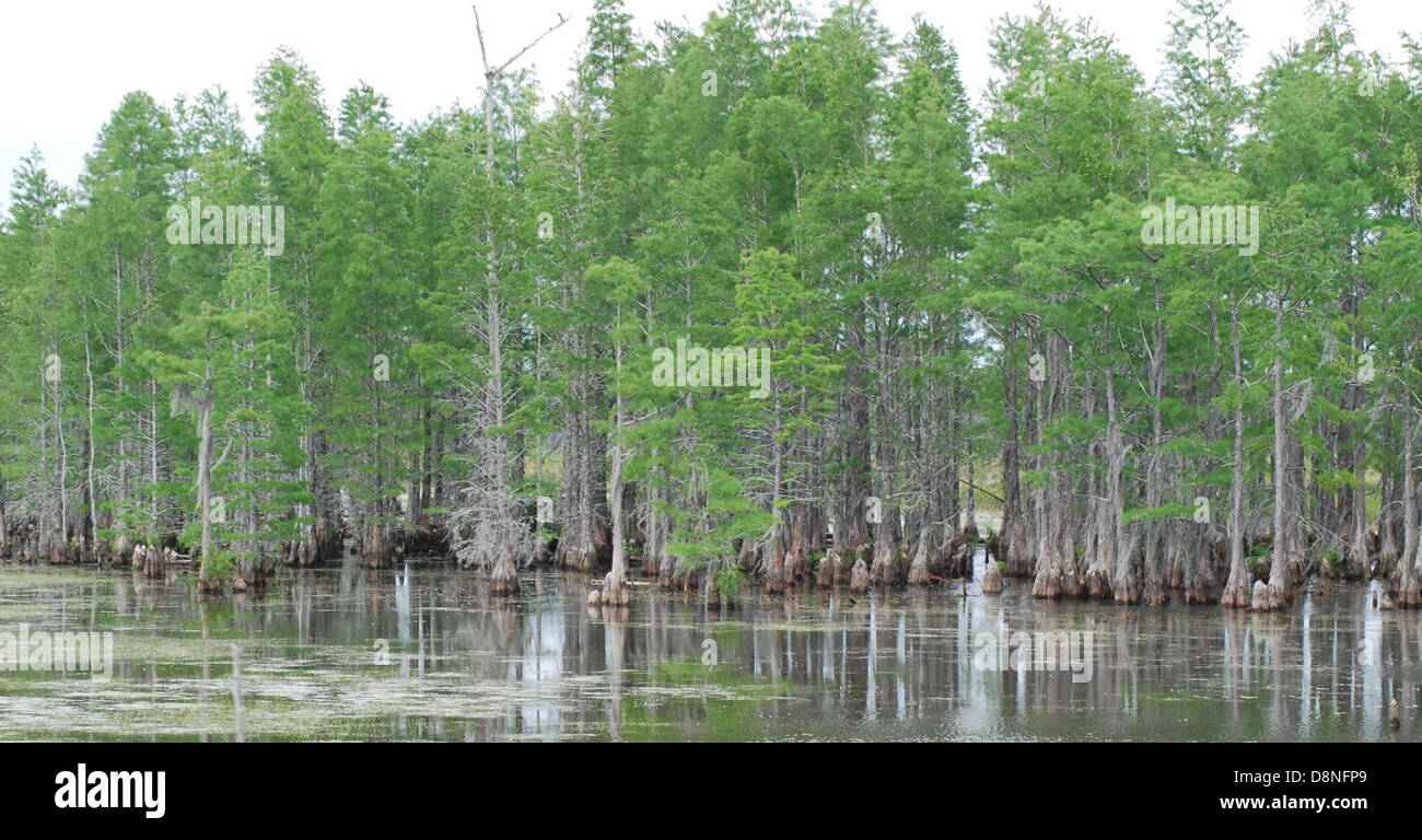 A wetland habitat featuring both aquatic plants and animals. Wetlands ...
