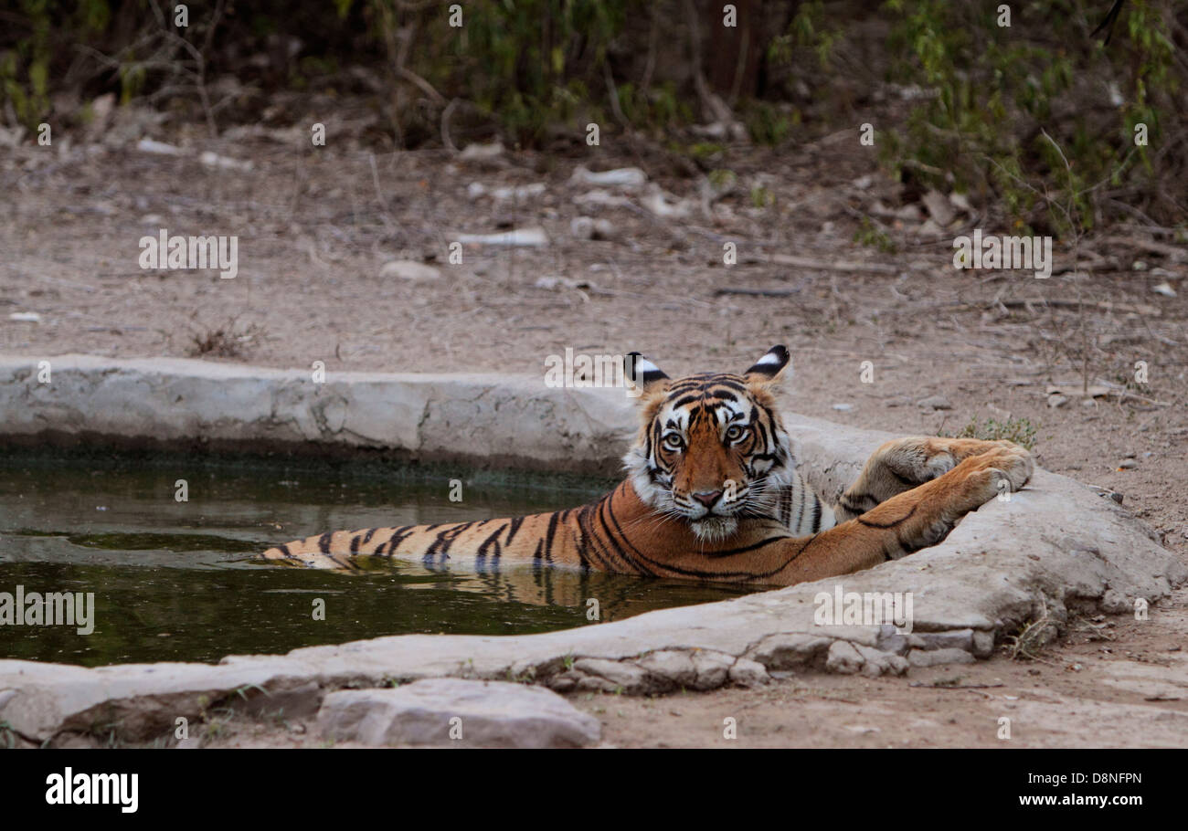 Tigers in a waterhole A tiger family cooling in a water hole Stock ...