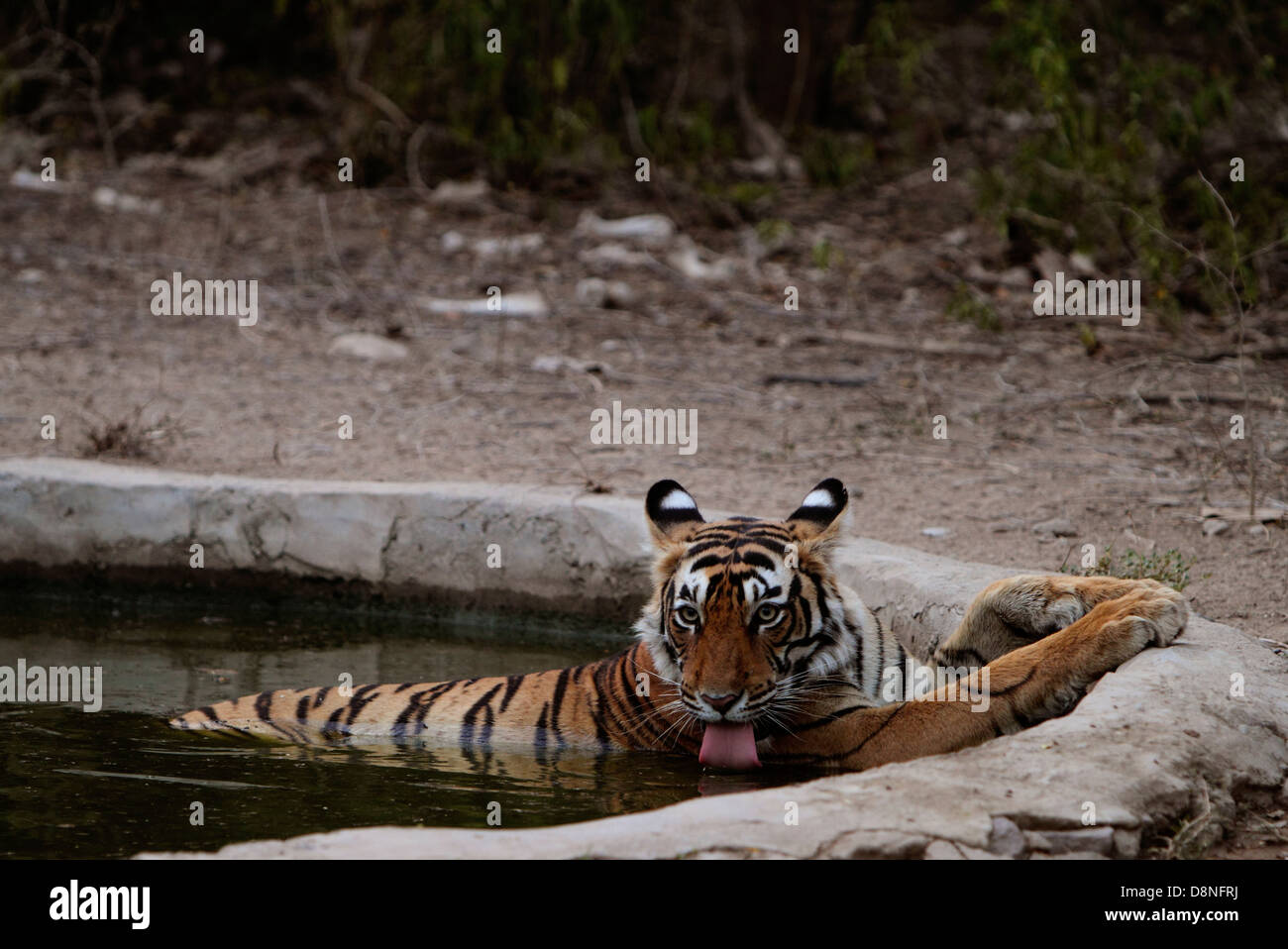 Tigers in a waterhole A tiger family cooling in a water hole Stock ...