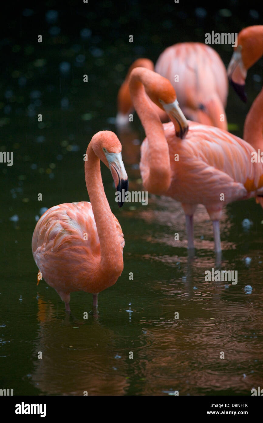 American (or Rosy) flamingos standing in the rain, Singapore Stock ...