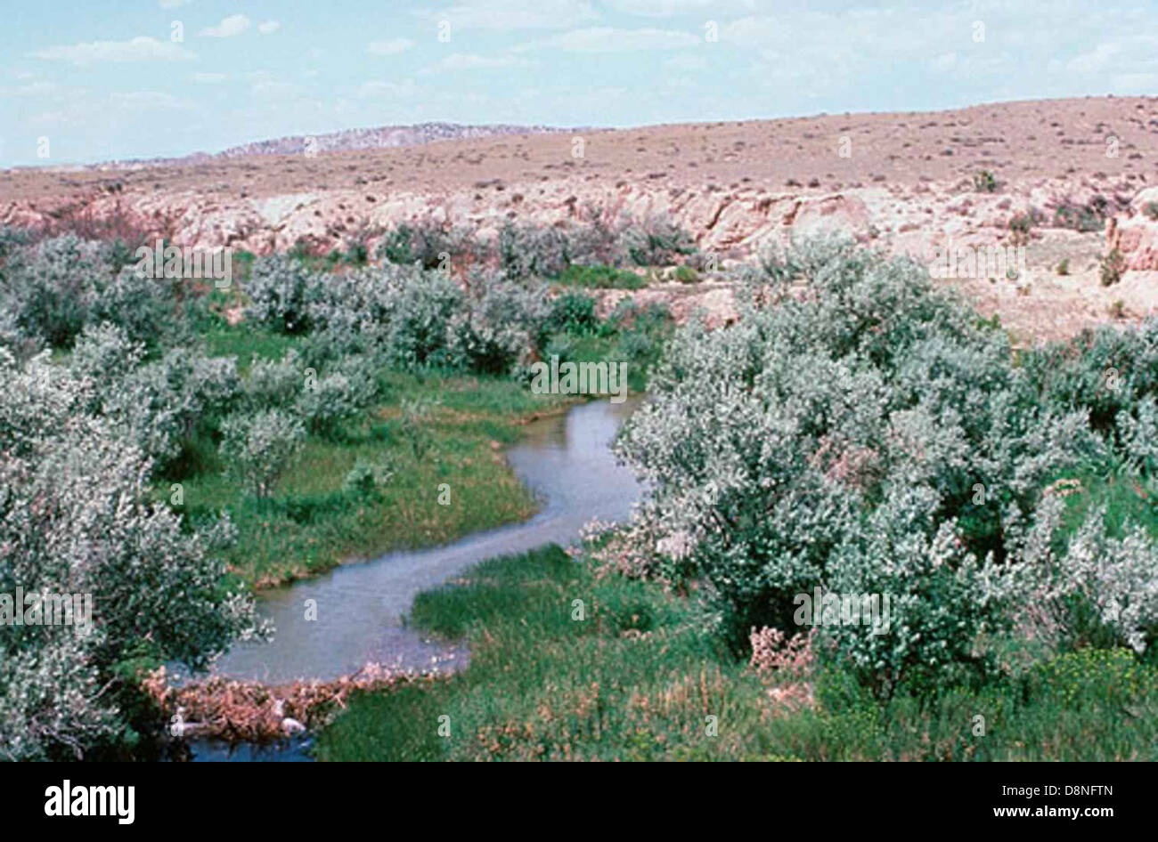 A spring wetland ecosystem comes alive with new plant growth and the ...