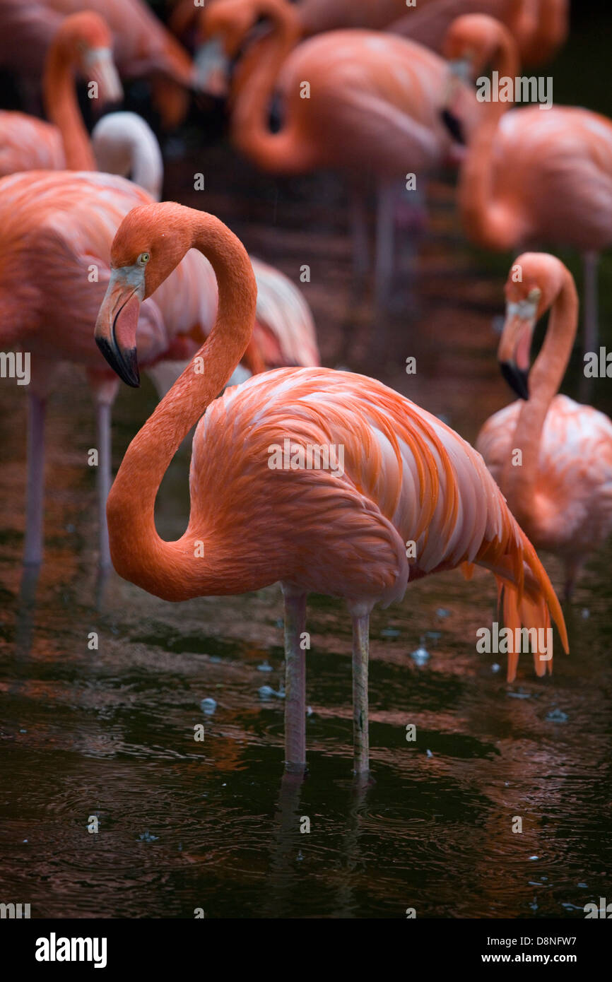 American (or Rosy) flamingo standing in the rain, Singapore Stock Photo ...